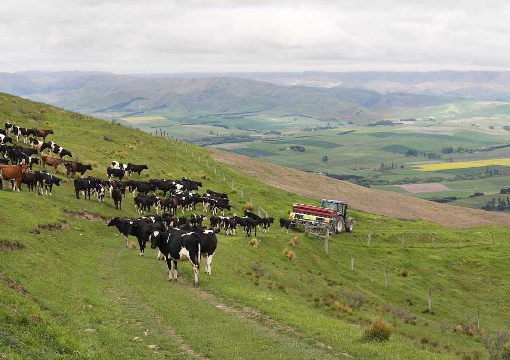 Young stock grazing - Coles Farms